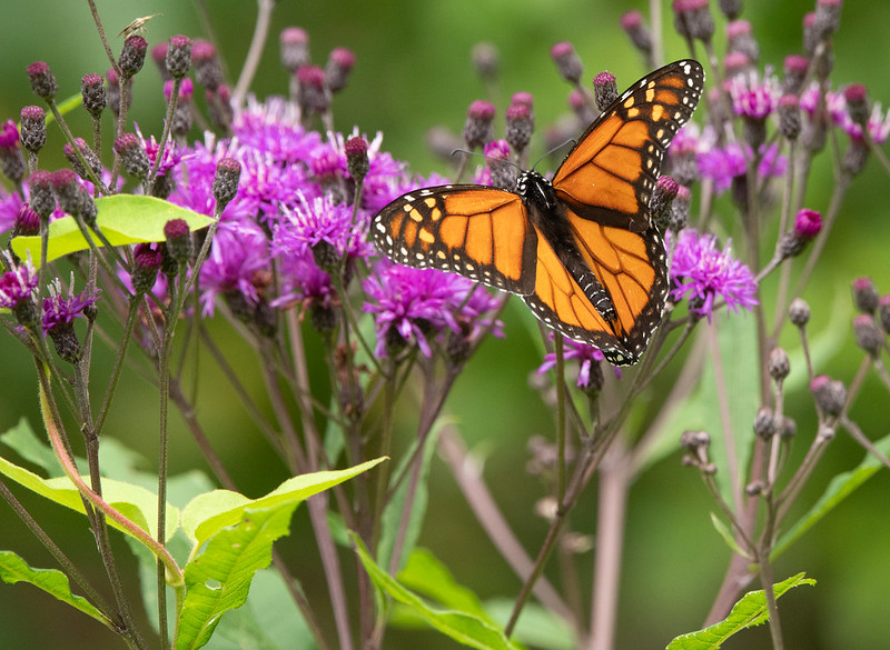 Community Event, Education and Recreation Venue
